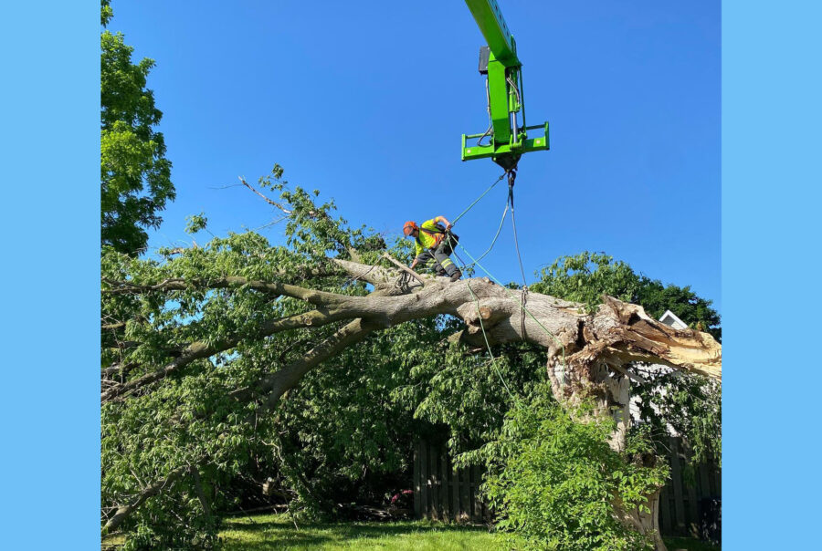 Chatham Tree Services