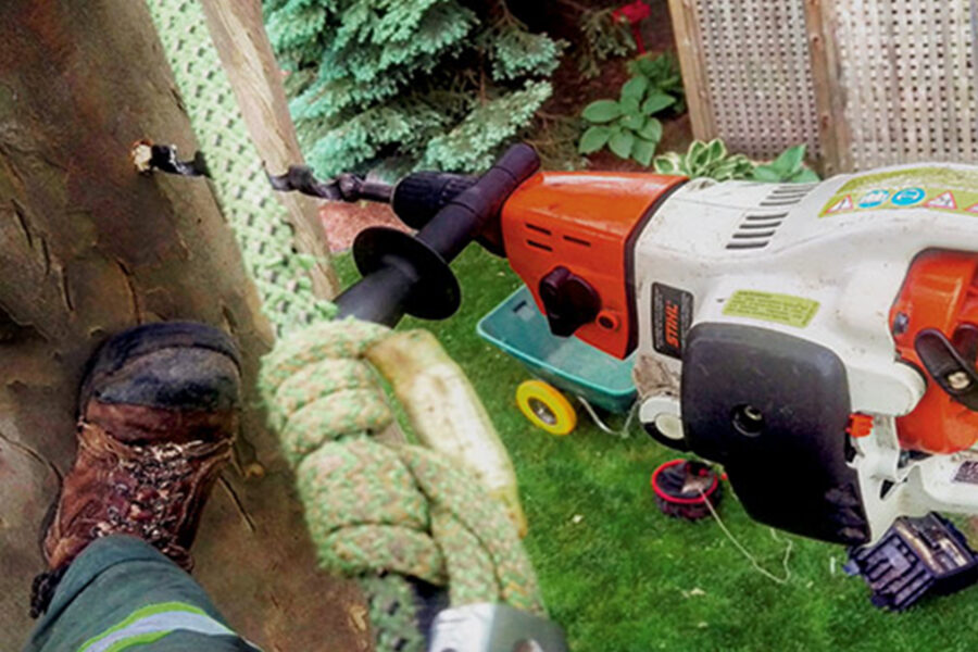 Cabling and Bracing - Chatham Tree Services