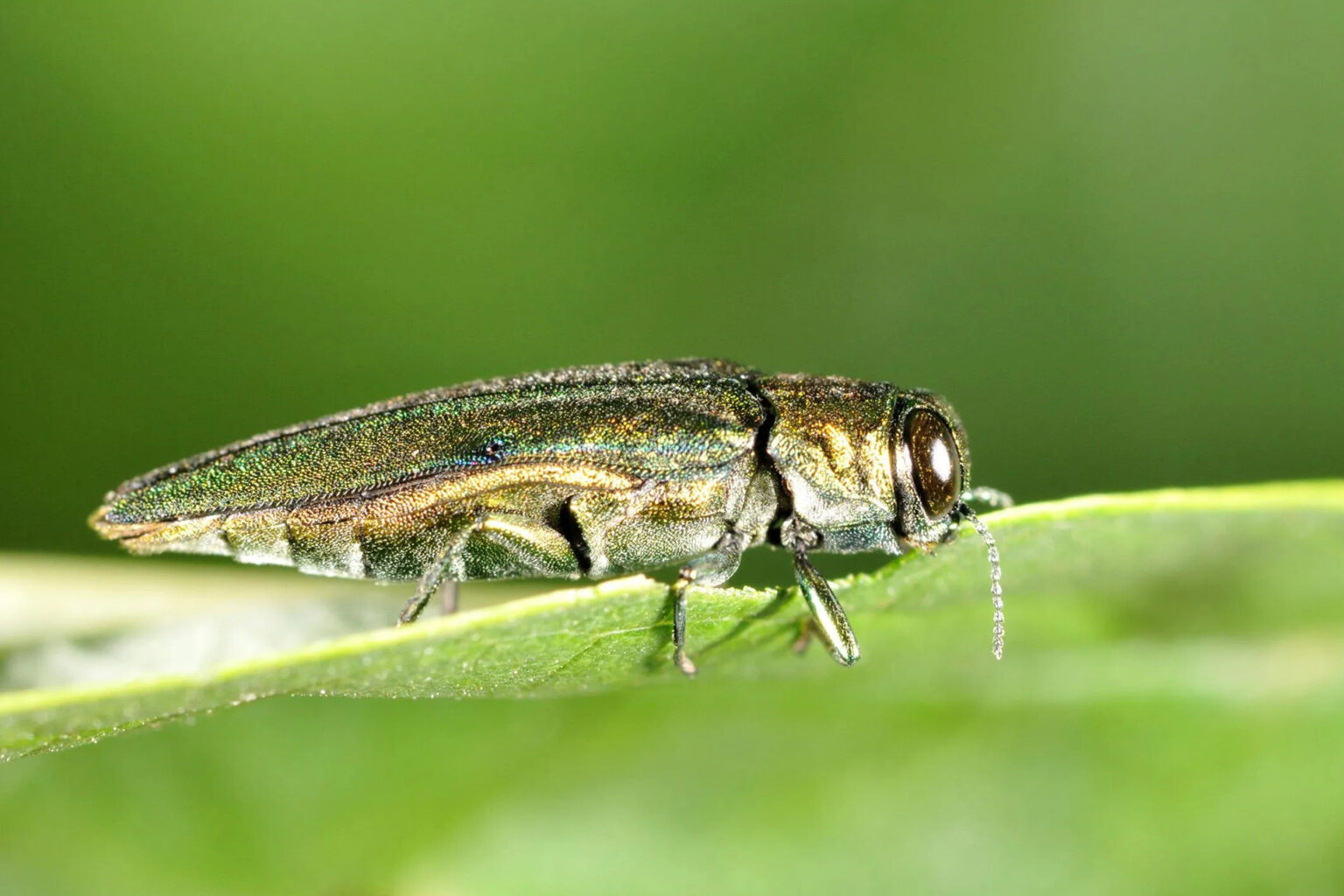 Emerald Ash Borer - Chatham Tree Services
