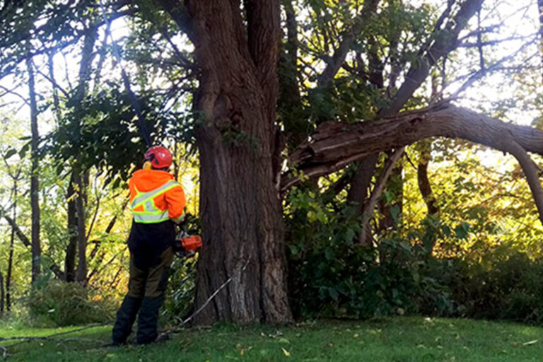 Hazard Tree Assessment - Chatham Tree Services