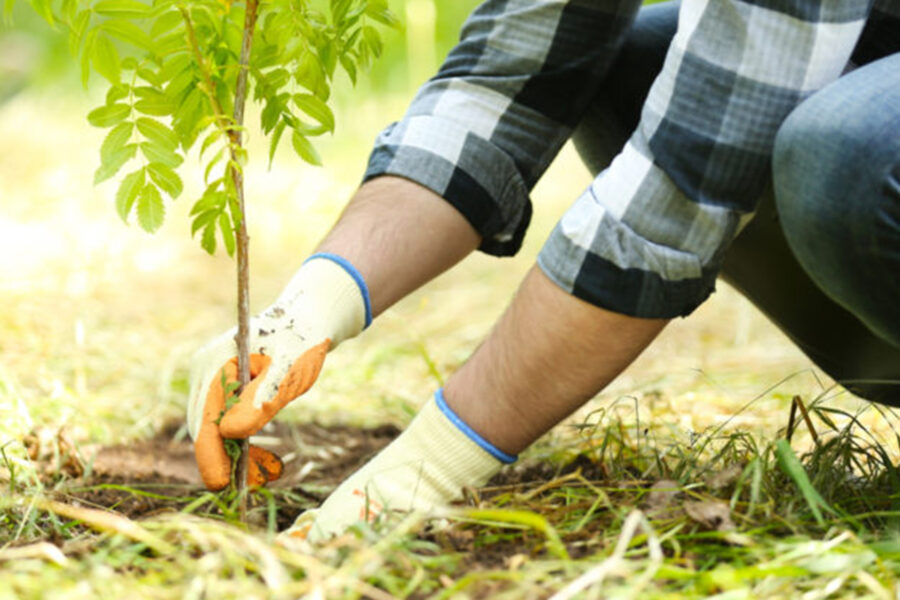 Tree Planting - Chatham Tree Services