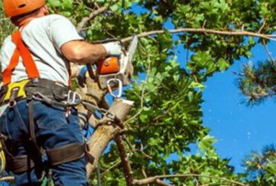 Chatham Tree Services